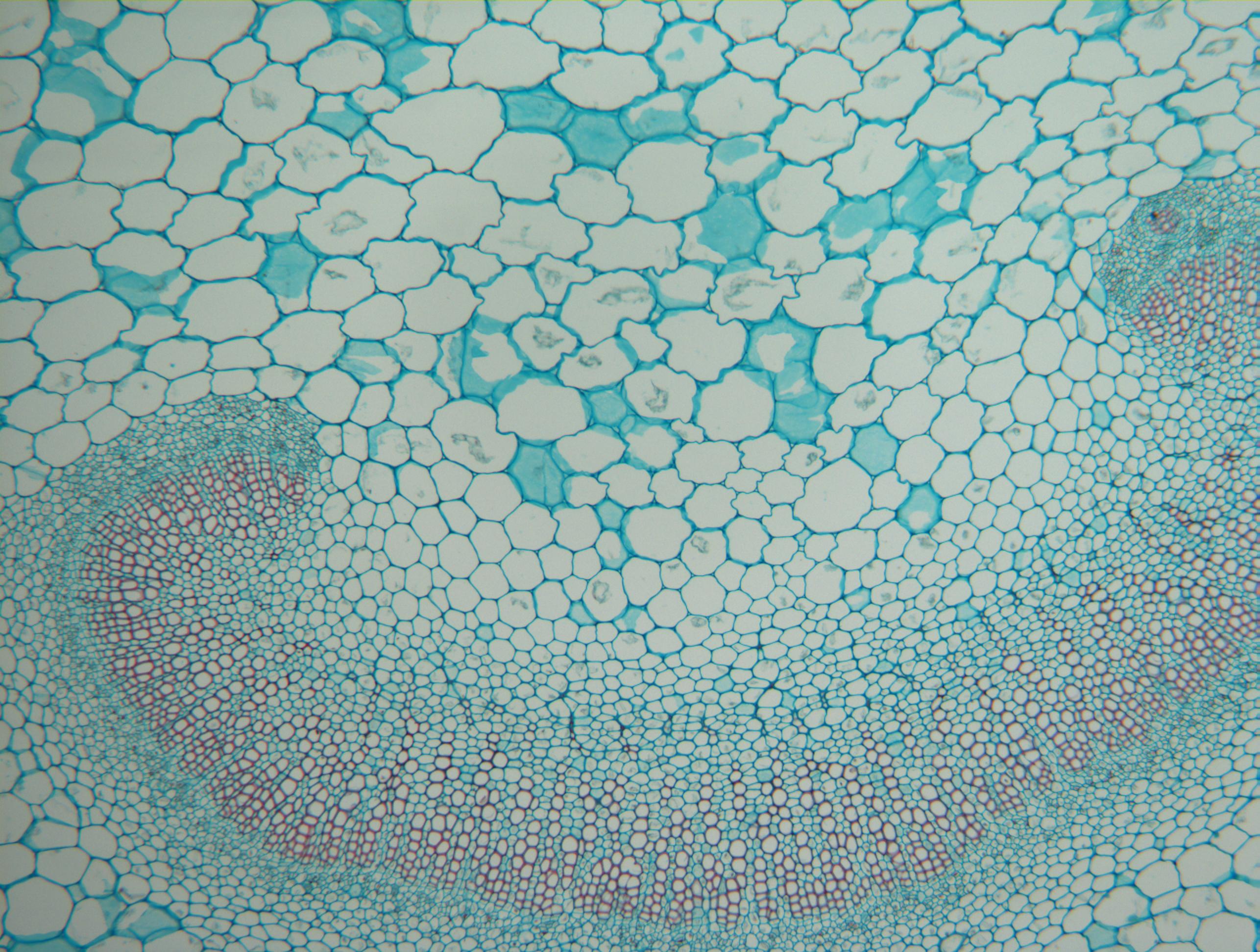 Labomed Inc. - LB-1210 LCD Digital Biological Optical Microscope with ...